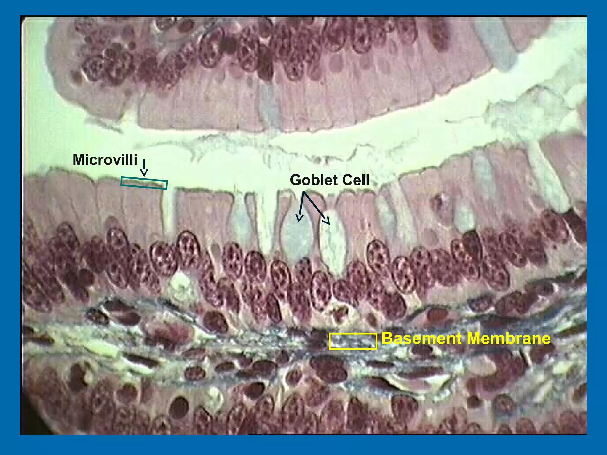 Histology epithelial tissue | PPT