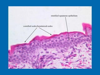Histology epithelial tissue | PPT
