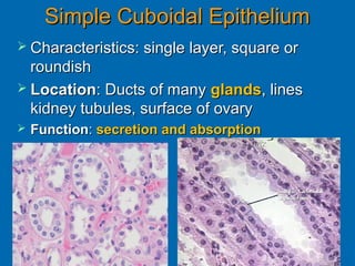Histology epithelial tissue | PPT