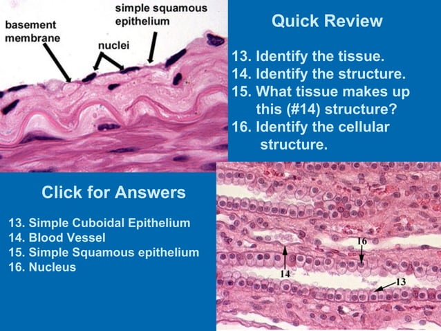 Histology epithelial tissue