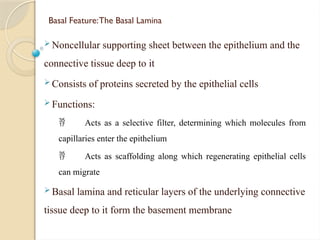 HISTOLOGY Epithelial Tissue bovine equine canine.pptx