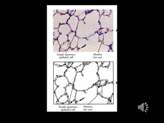 Histology Epithelium Pdf