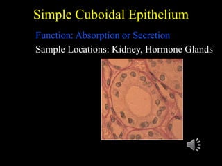 Histology Epithelium.pdf