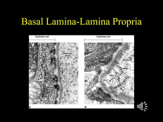 Histology Epithelium.pdf
