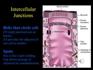 Histology Epithelium.pdf