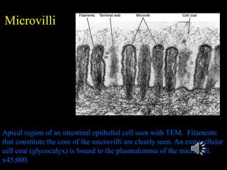 Histology Epithelium.pdf