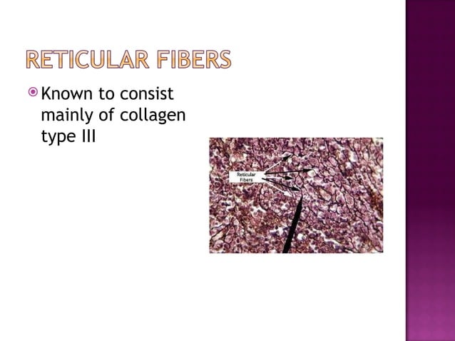 Histology extra credit images | PPT