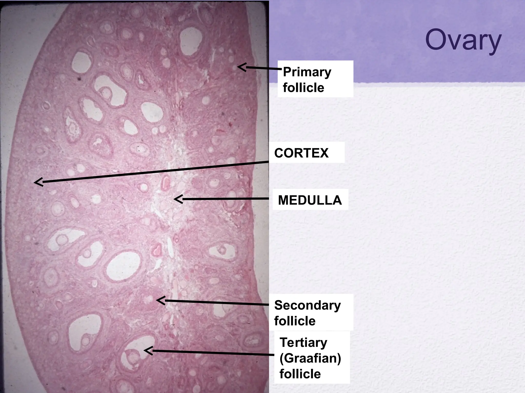Histology female reproductive system.ppt