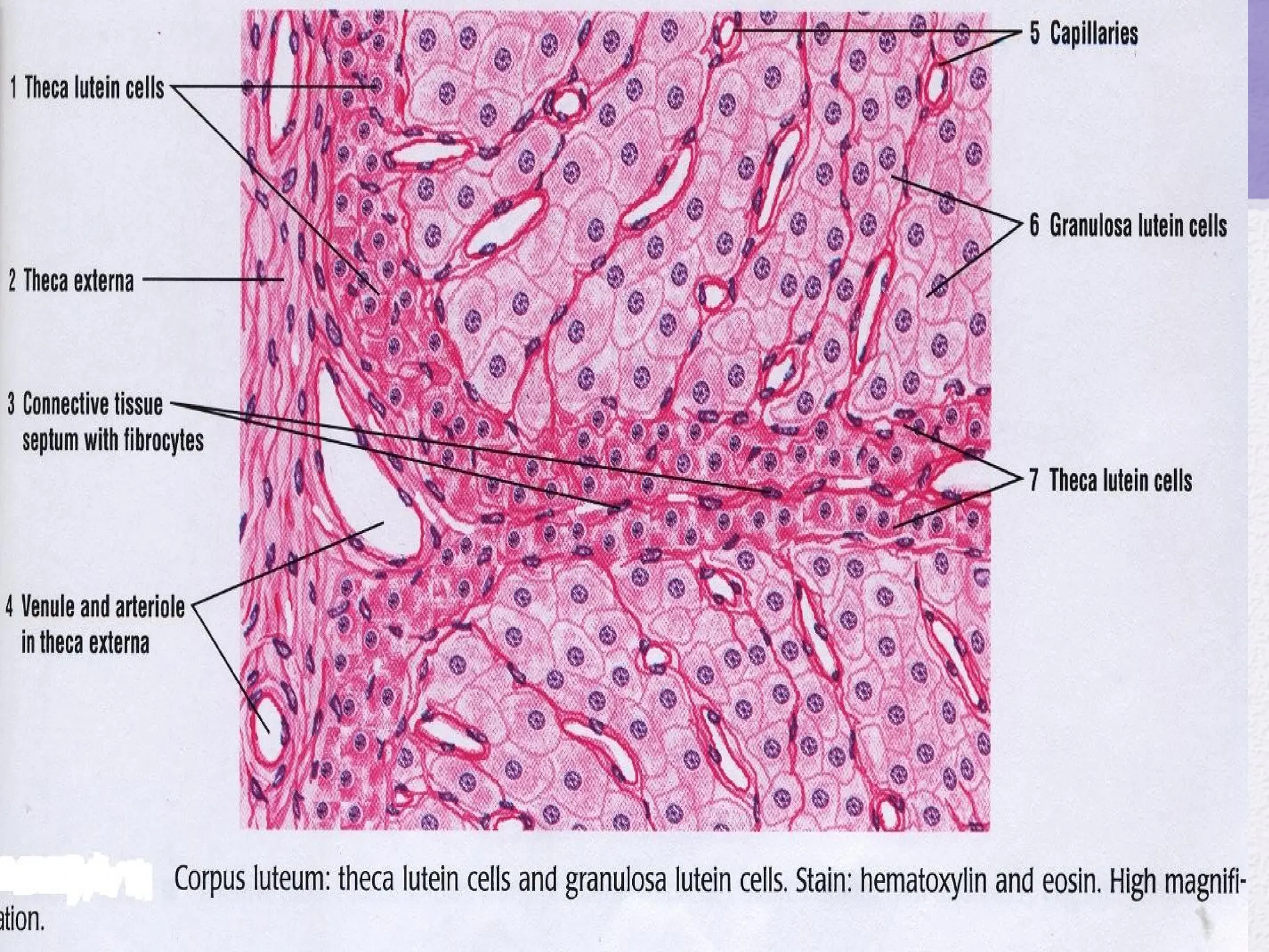 Histology female reproductive system.ppt