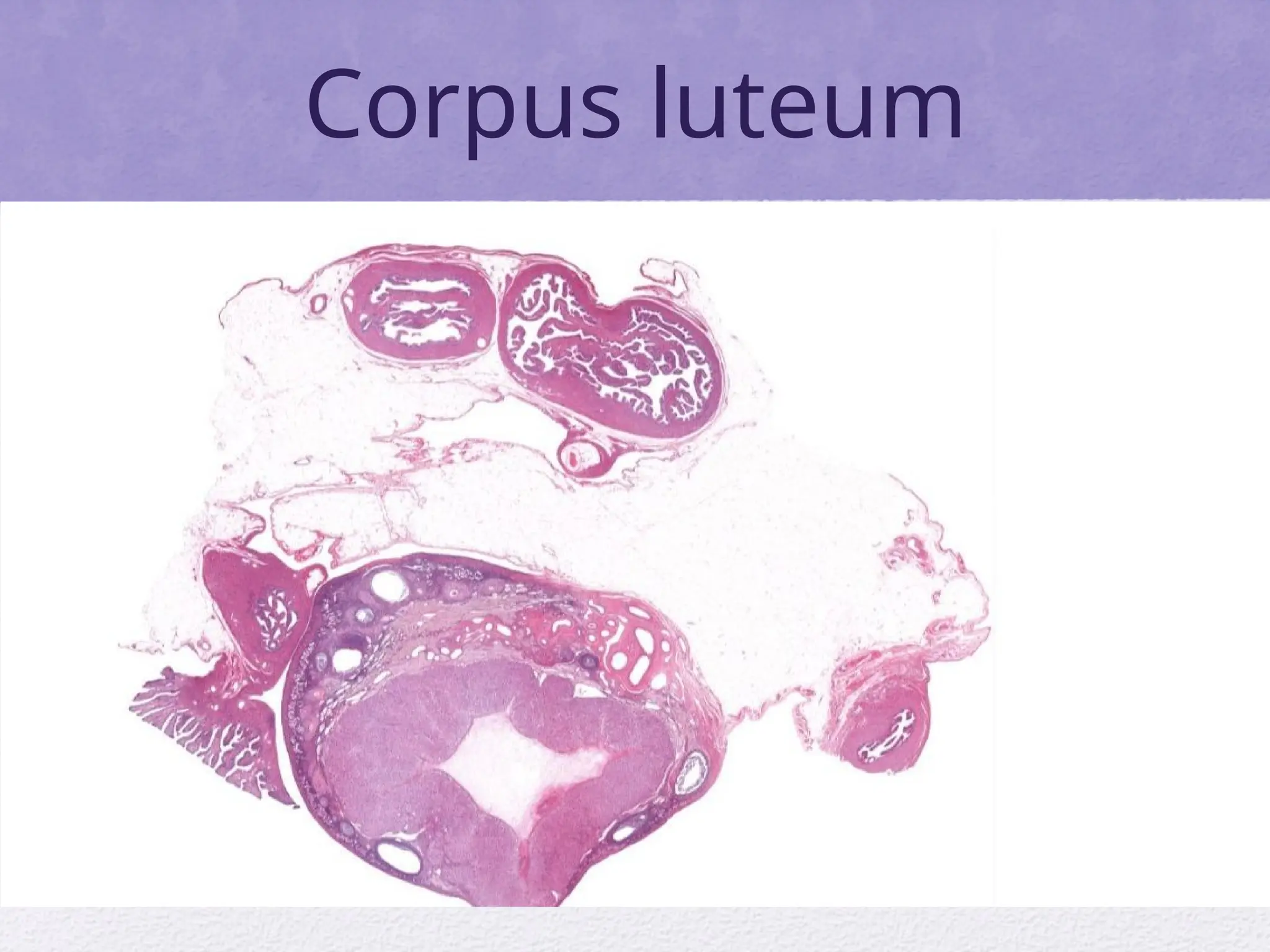 Histology female reproductive system.ppt