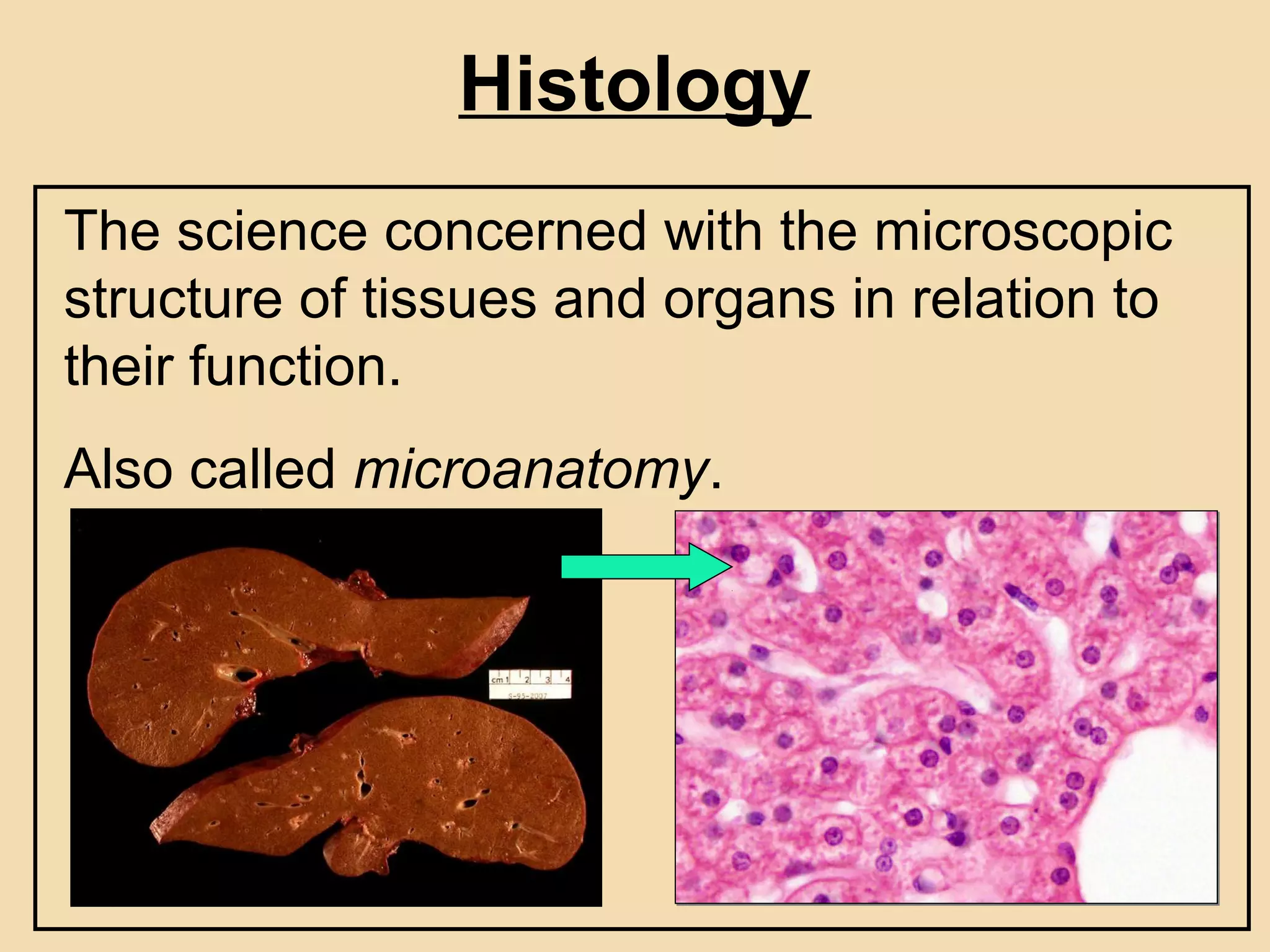 Histopathology In Practice - Sample Reception, Dissection, Processing, Embedding. | PPT
