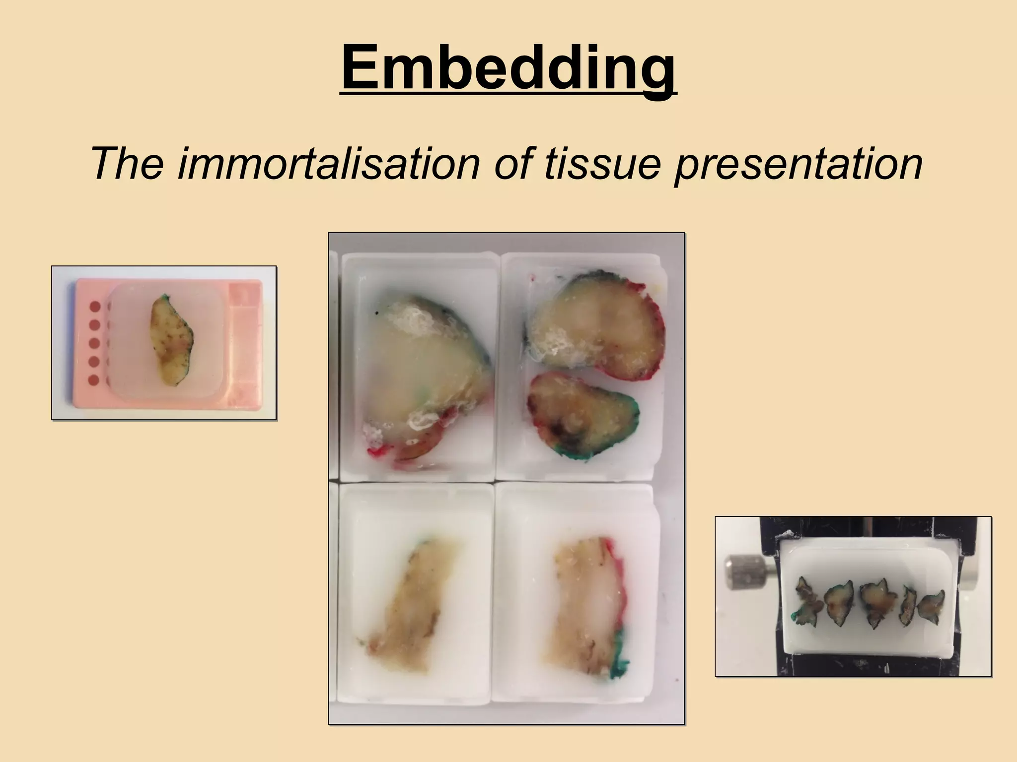Histopathology In Practice - Sample Reception, Dissection, Processing ...