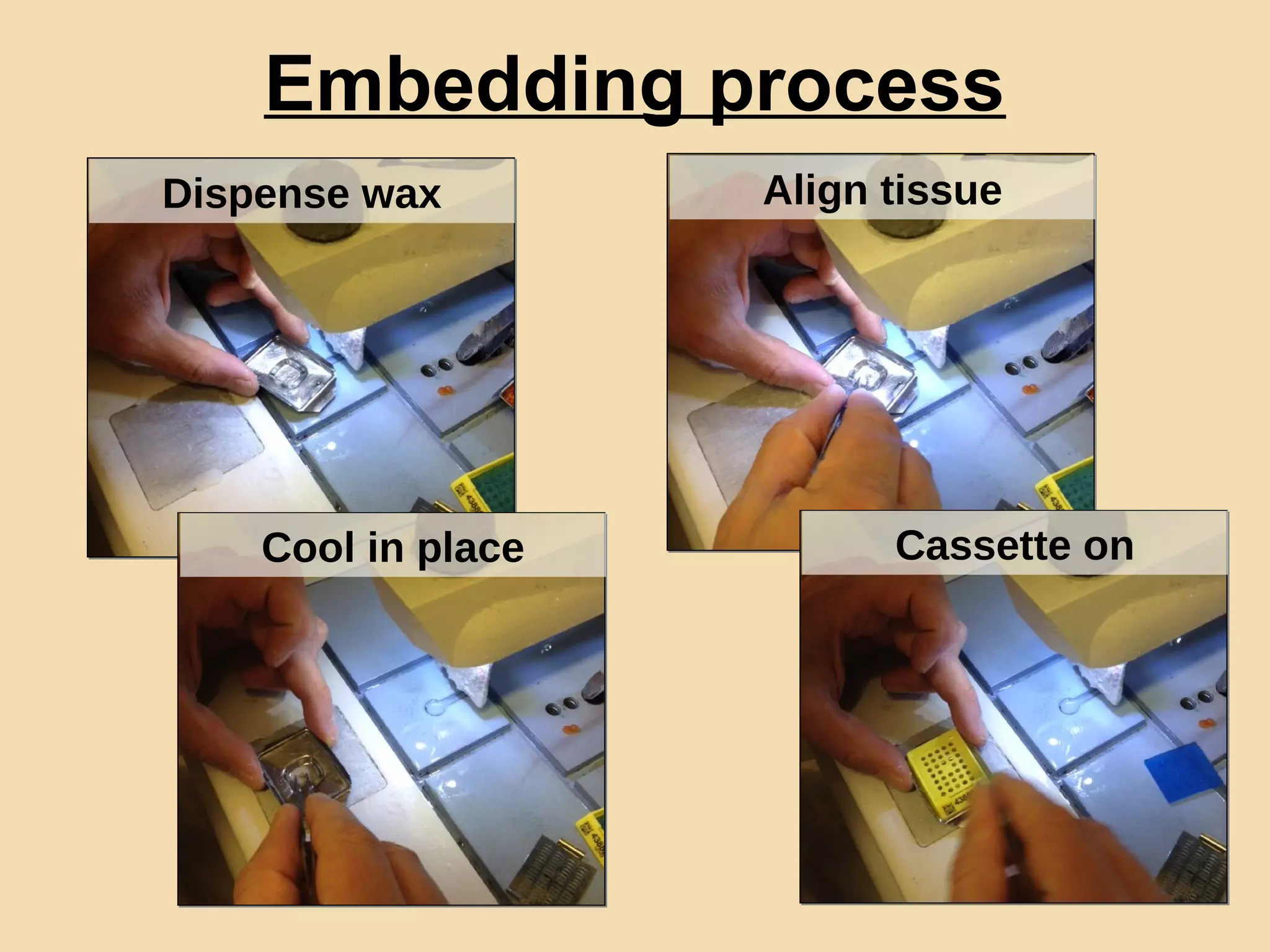 Histopathology In Practice - Sample Reception, Dissection, Processing, Embedding. | PPT