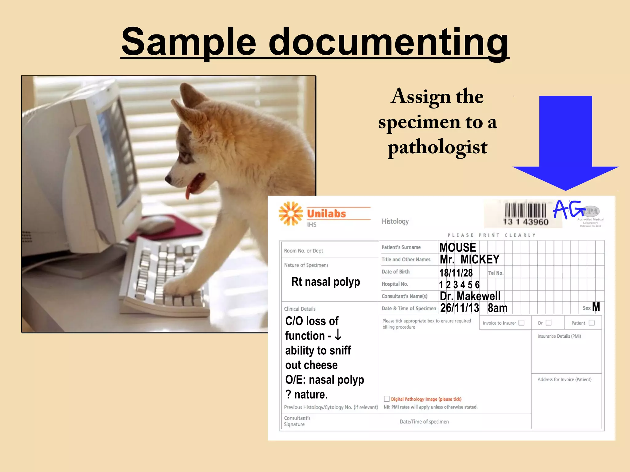 Histopathology In Practice - Sample Reception, Dissection, Processing, Embedding. | PPT