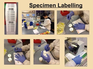 Histopathology In Practice - Sample Reception, Dissection, Processing, Embedding. | PPT