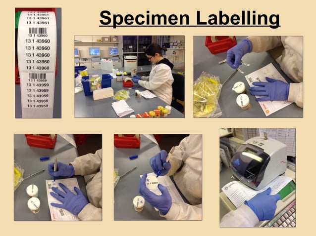 Histopathology In Practice - Sample Reception, Dissection, Processing ...