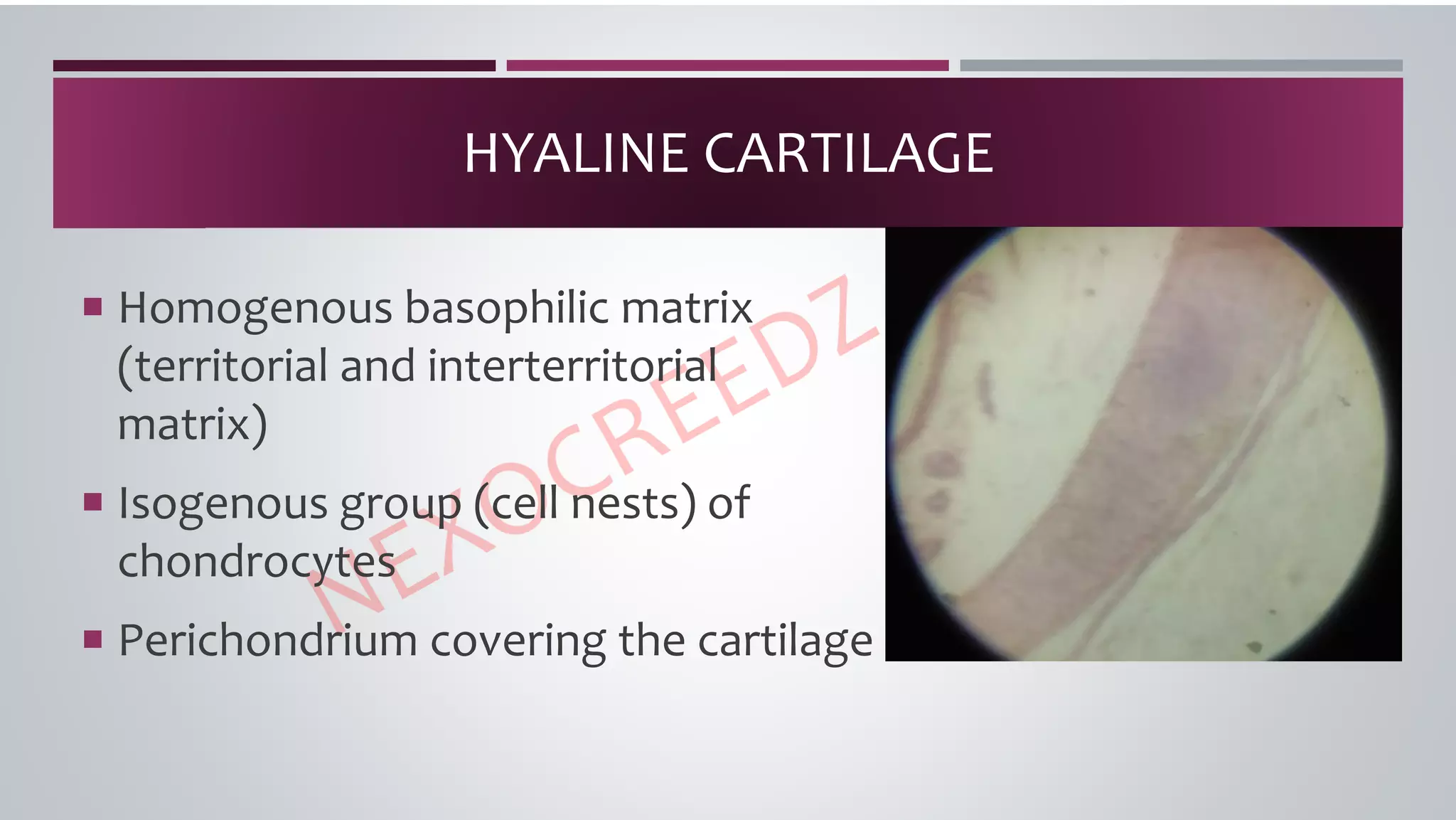 Histology practicals MBBS - slides to identify | PDF