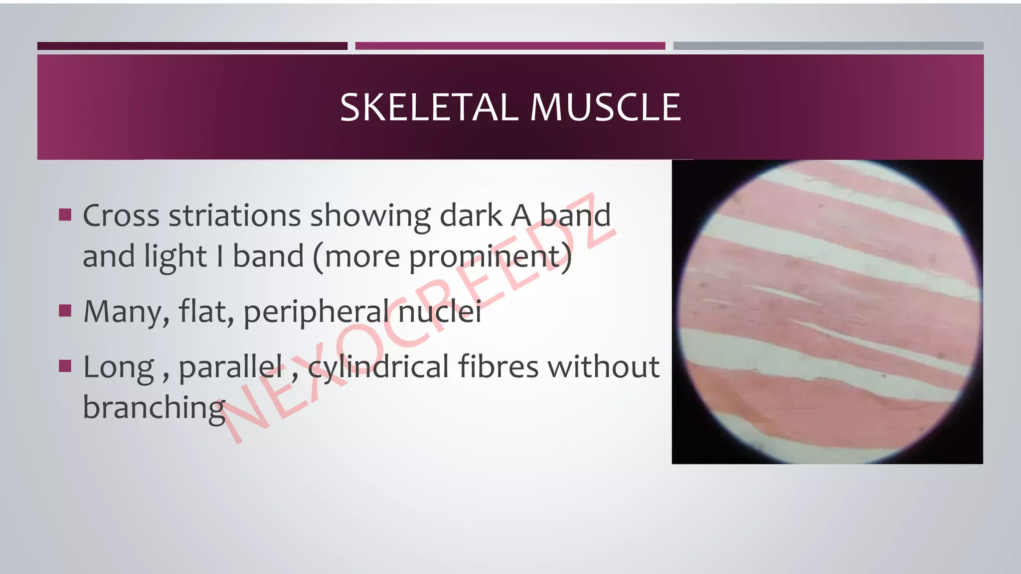 Histology practicals MBBS - slides to identify | PDF