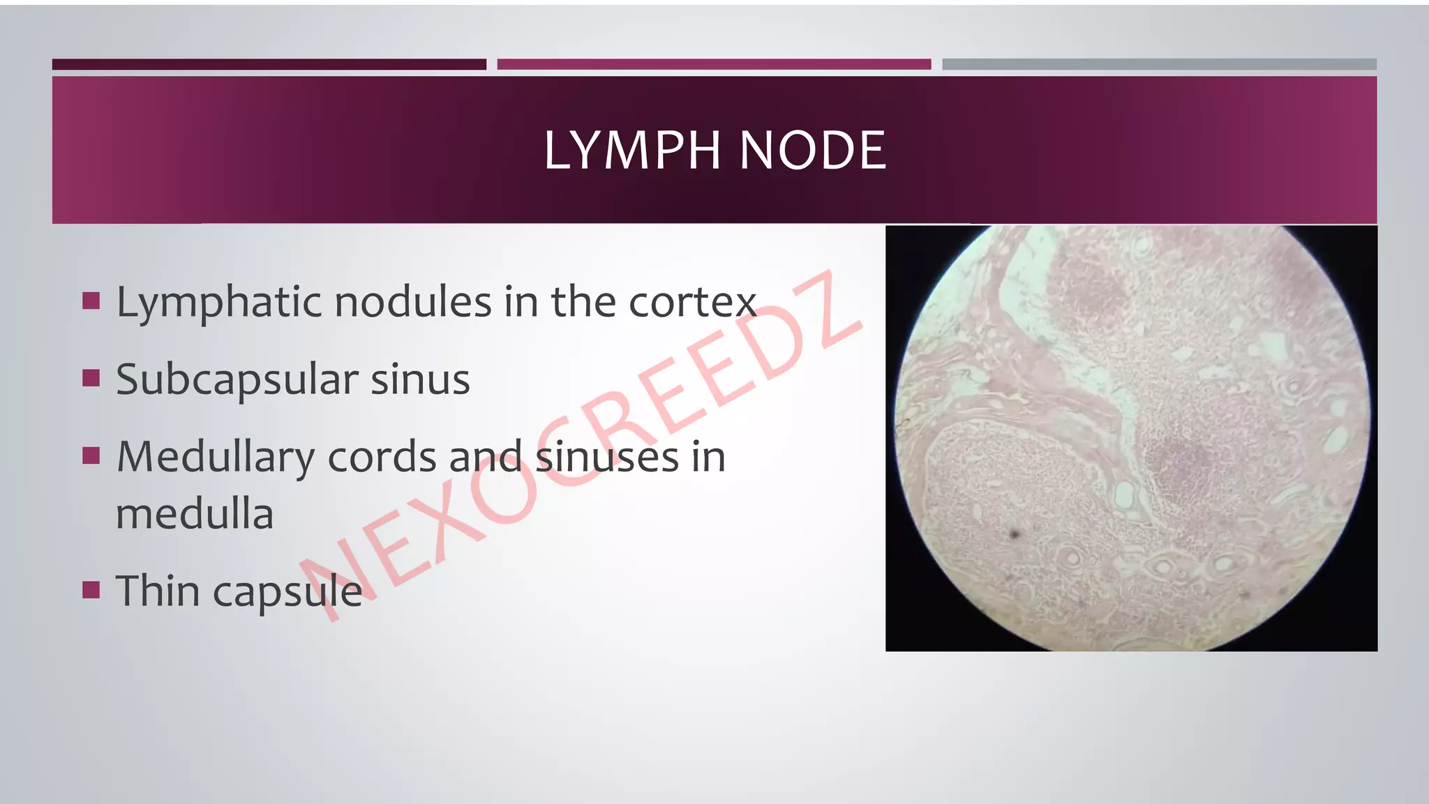 Histology practicals MBBS - slides to identify | PDF