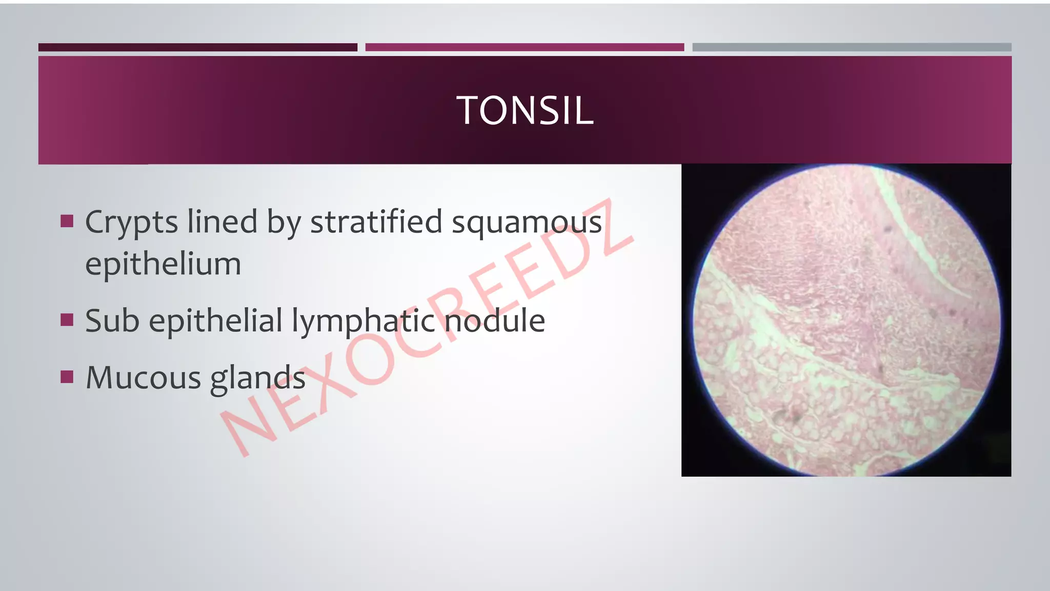 Histology practicals MBBS - slides to identify | PDF