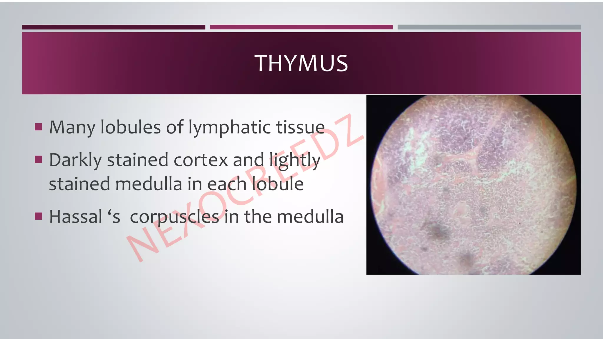 Histology practicals MBBS - slides to identify | PDF