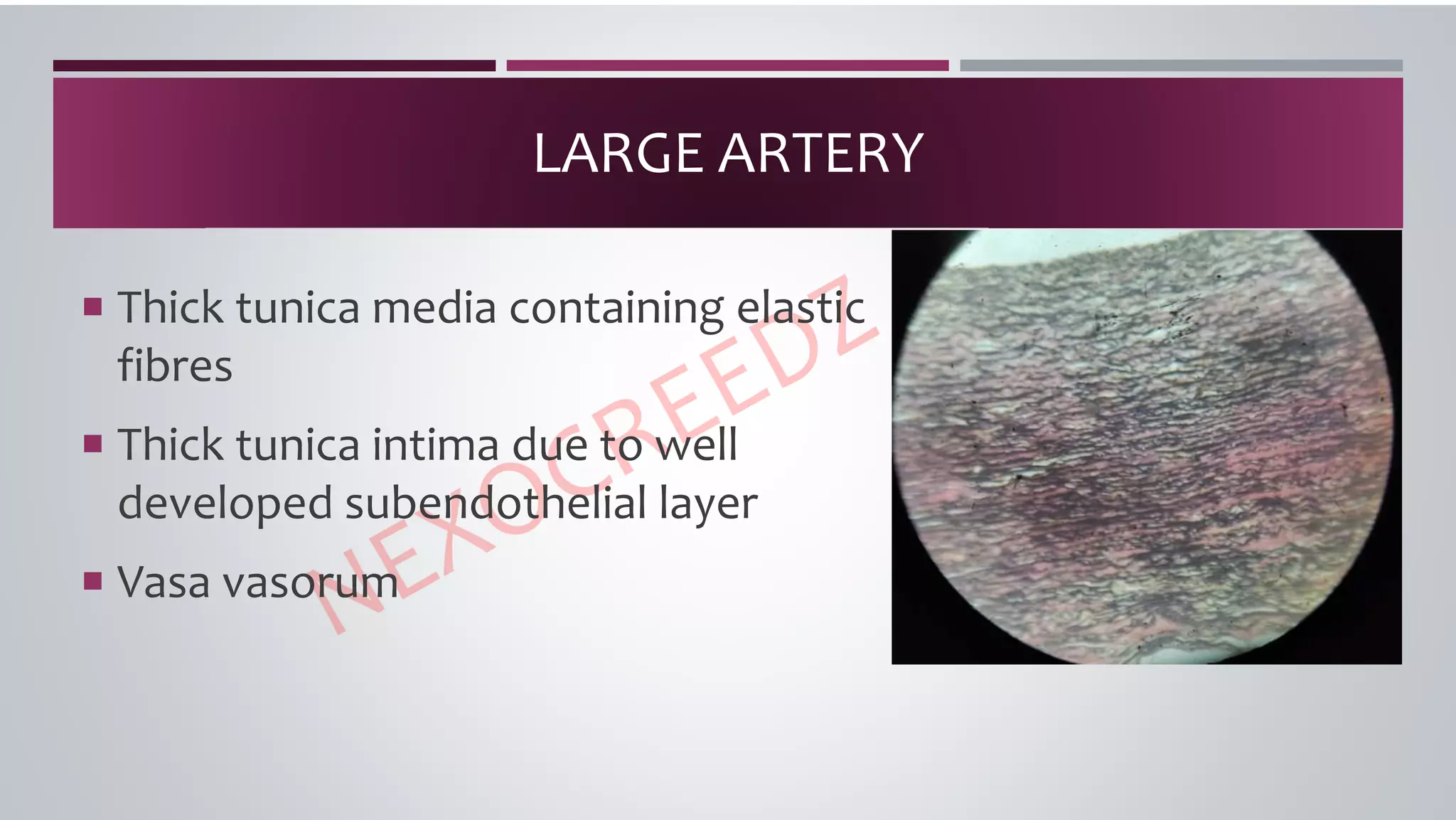Histology practicals MBBS - slides to identify | PDF