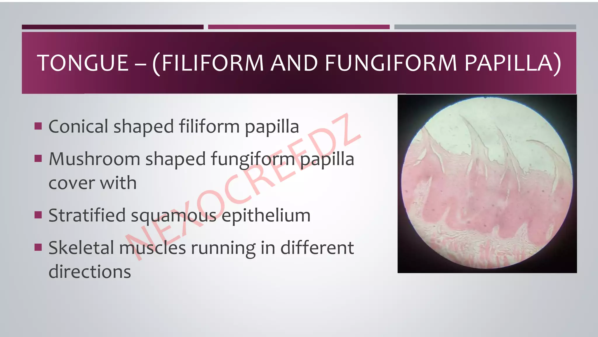 Histology practicals MBBS - slides to identify | PDF