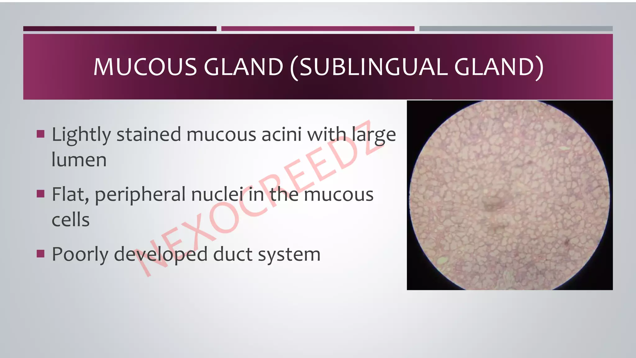 Histology practicals MBBS - slides to identify | PDF
