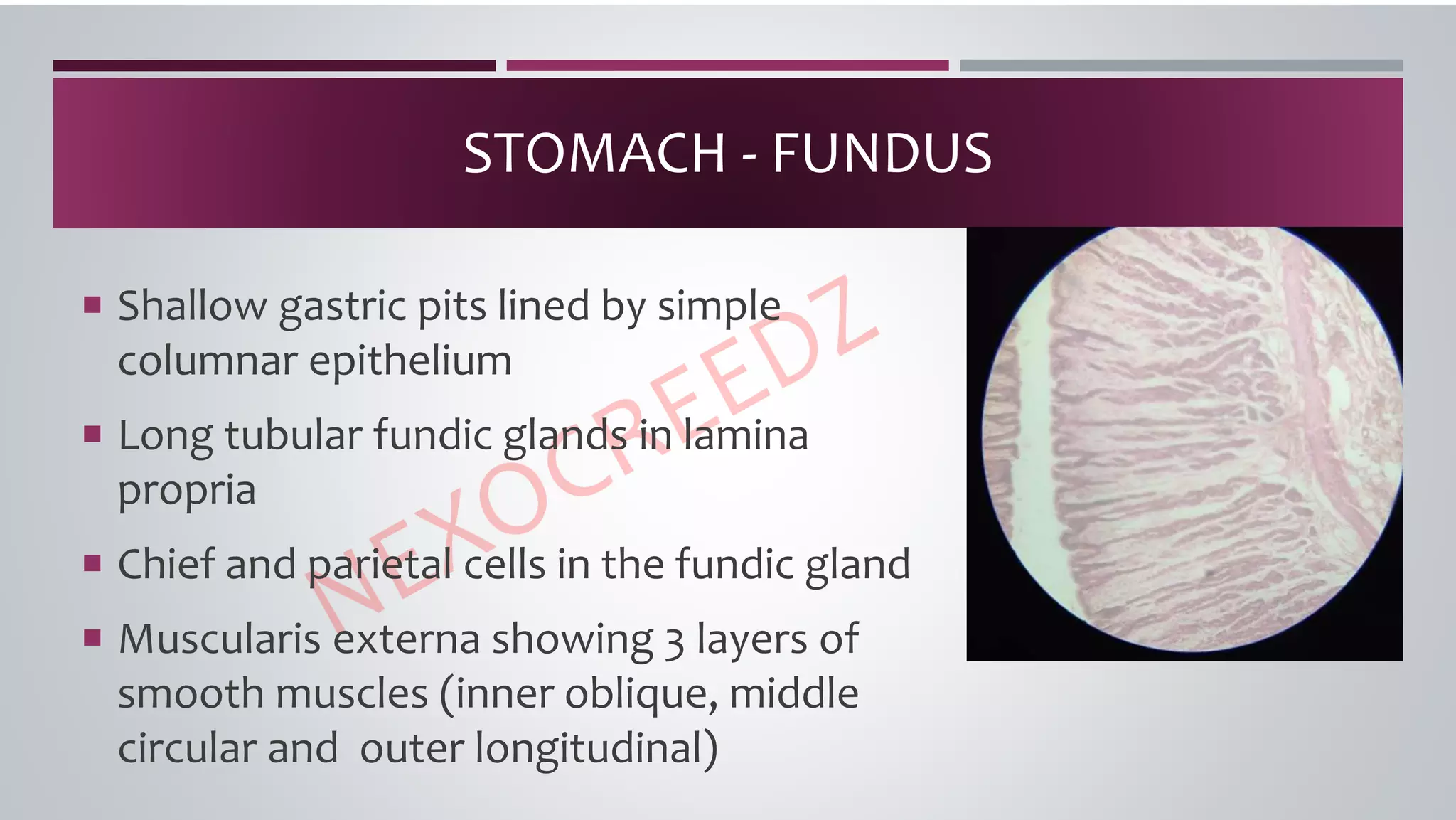 Histology practicals MBBS - slides to identify | PDF