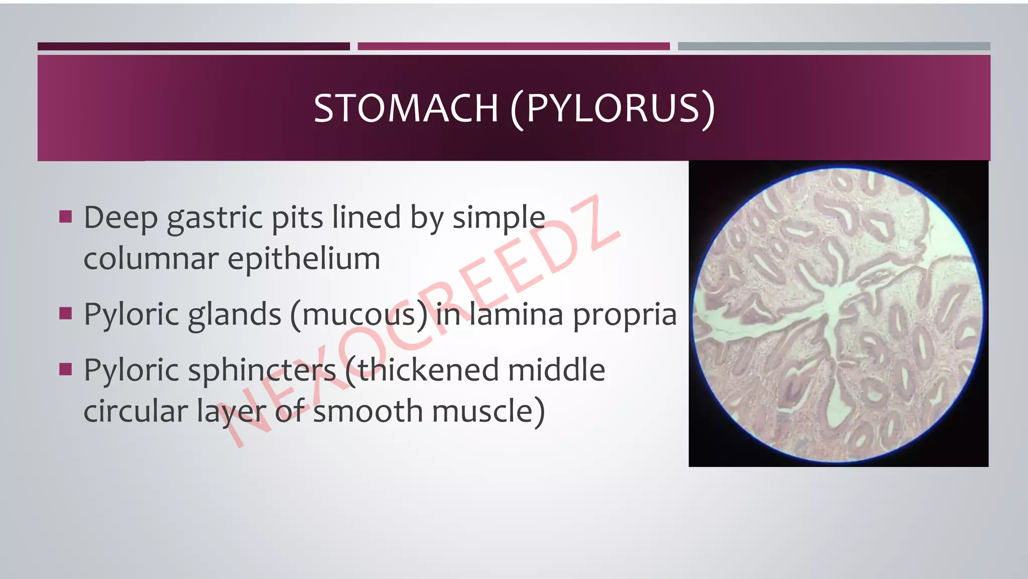 Histology practicals MBBS - slides to identify | PDF