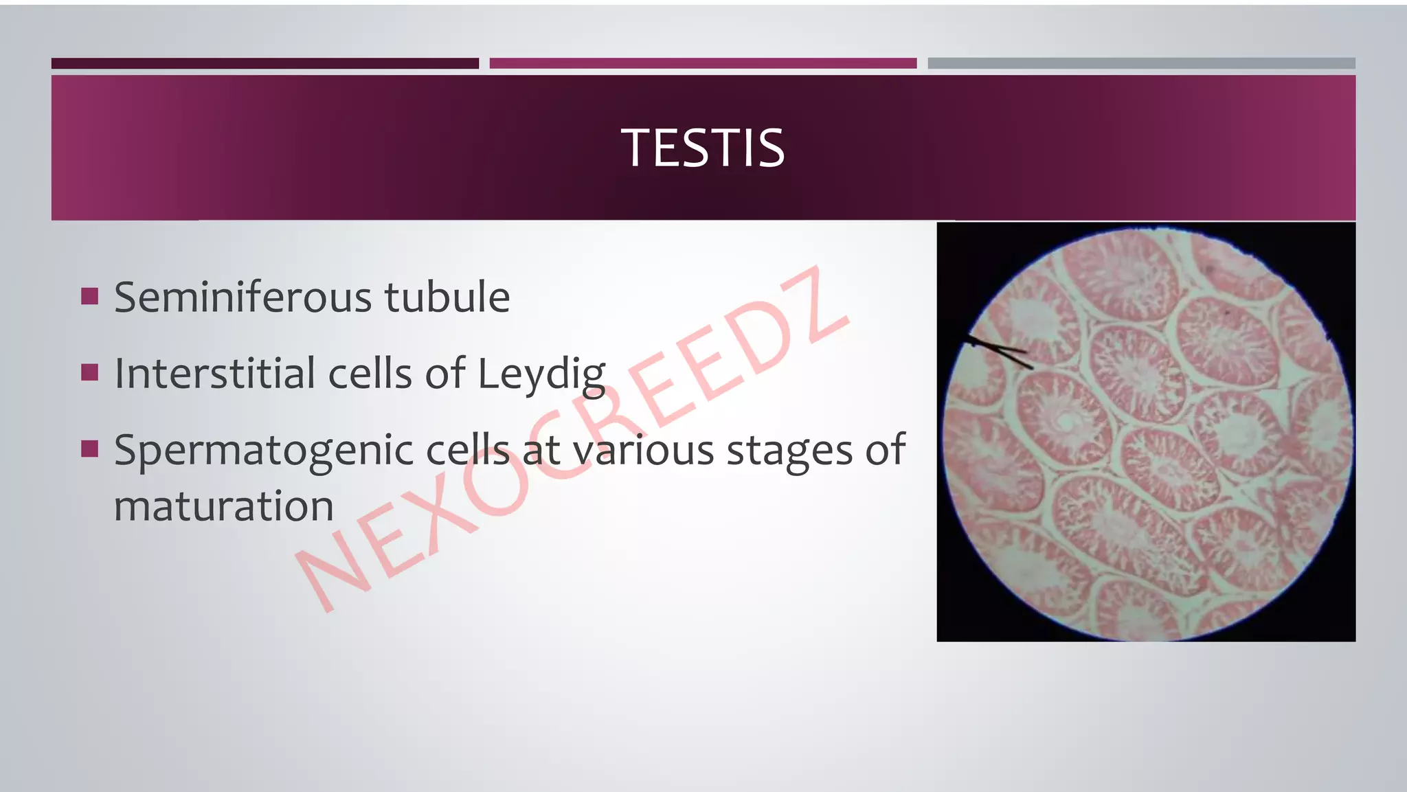Histology practicals MBBS - slides to identify | PDF