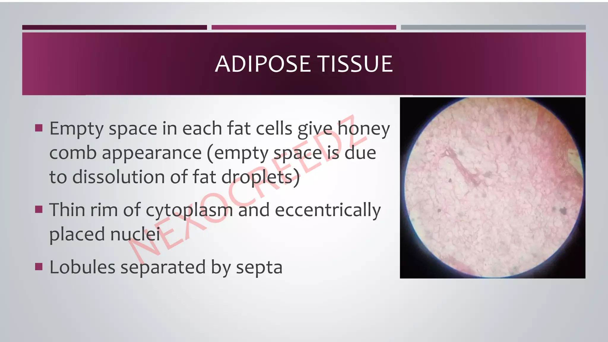 Histology practicals MBBS - slides to identify | PDF