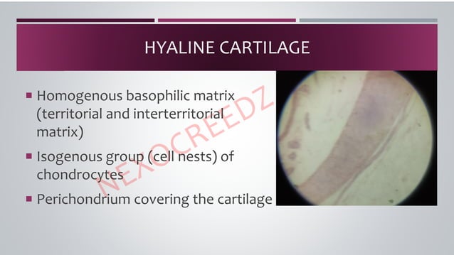 Histology practicals MBBS - slides to identify | PDF