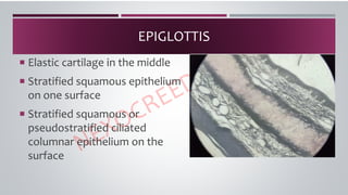 Histology practicals MBBS - slides to identify | PDF