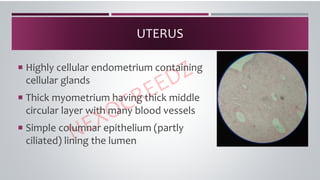 Histology practicals MBBS - slides to identify | PDF