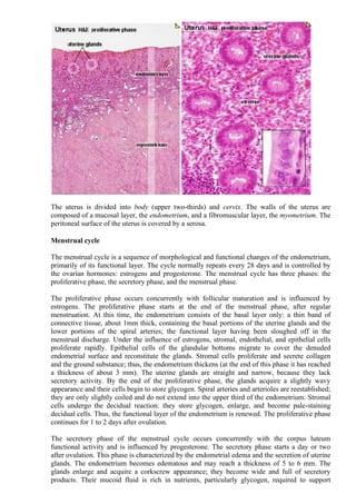 Secretory Uterus Histology