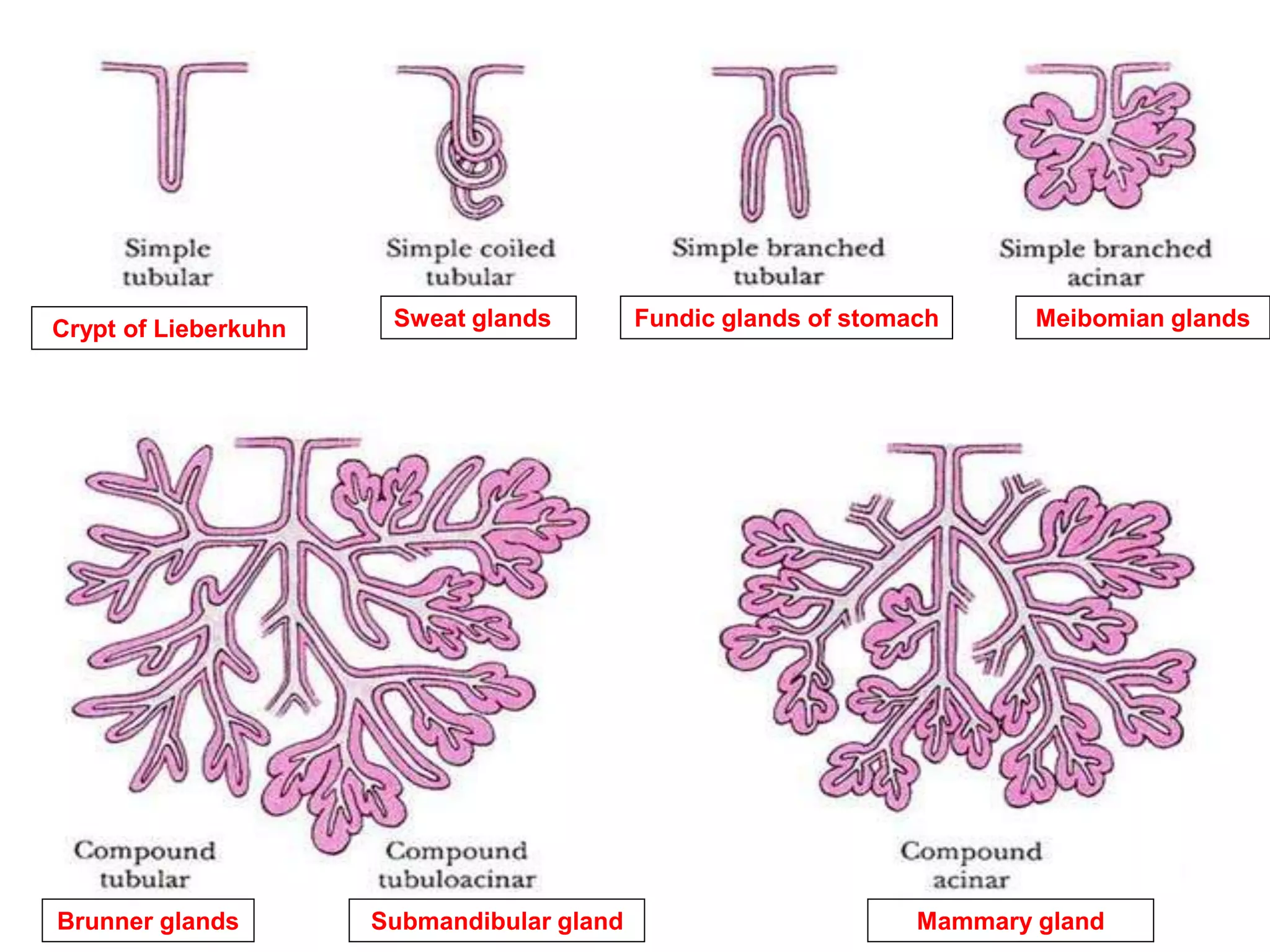 Histology_glands.pptx
