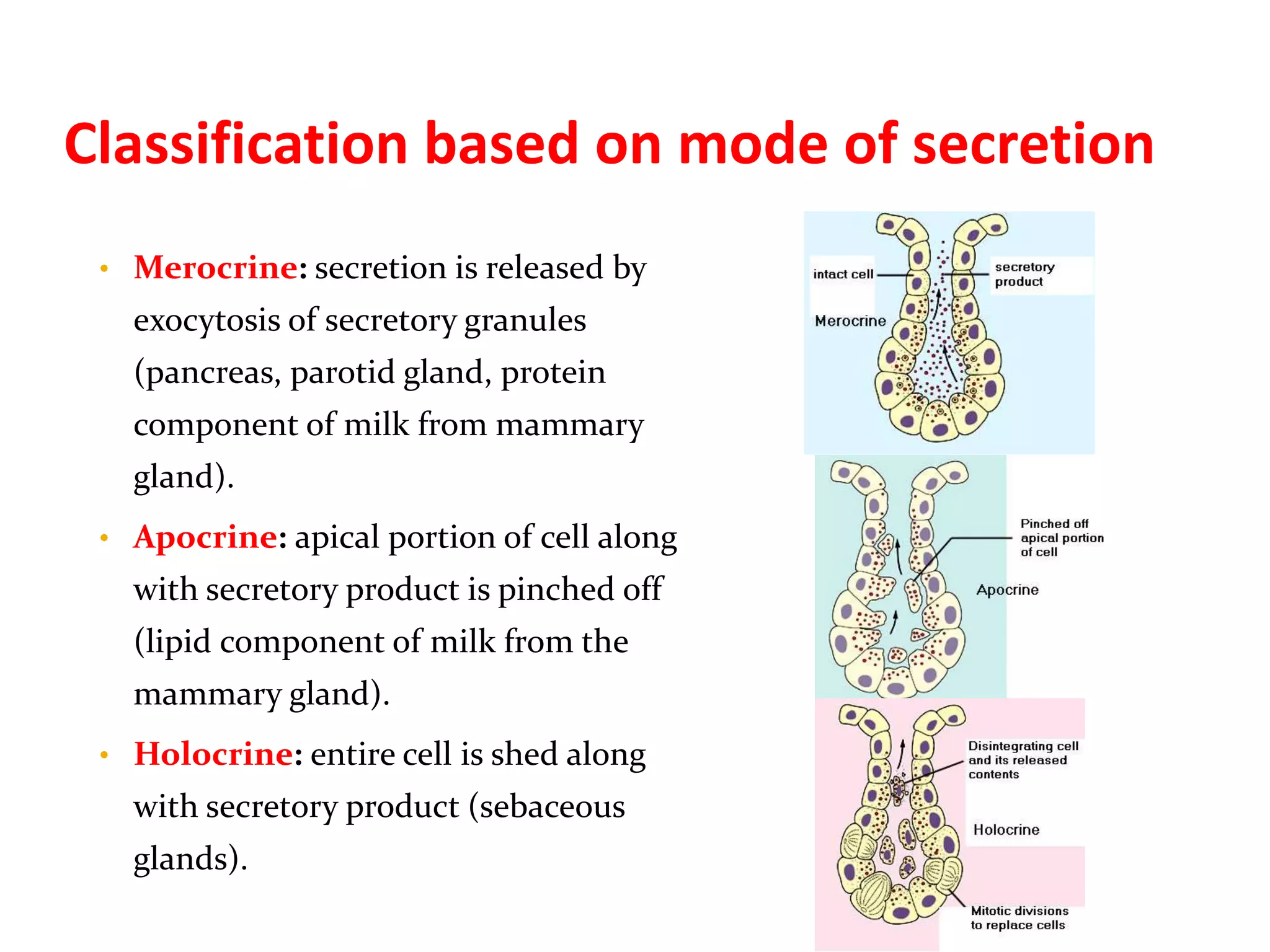 Histology_glands.pptx