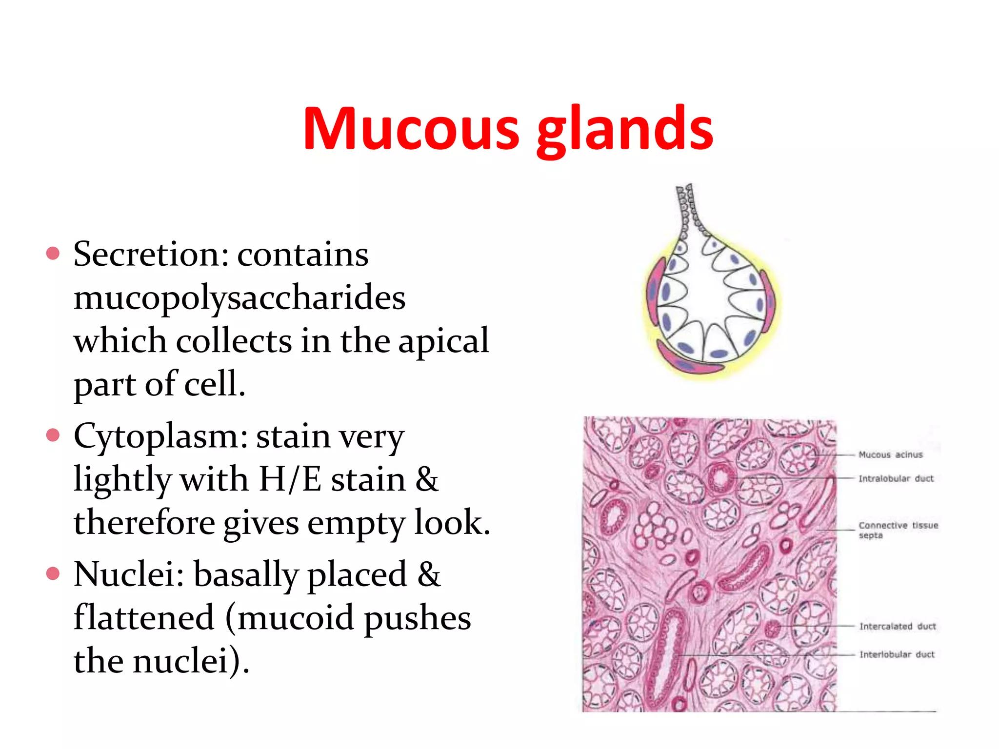 Histology_glands.pptx
