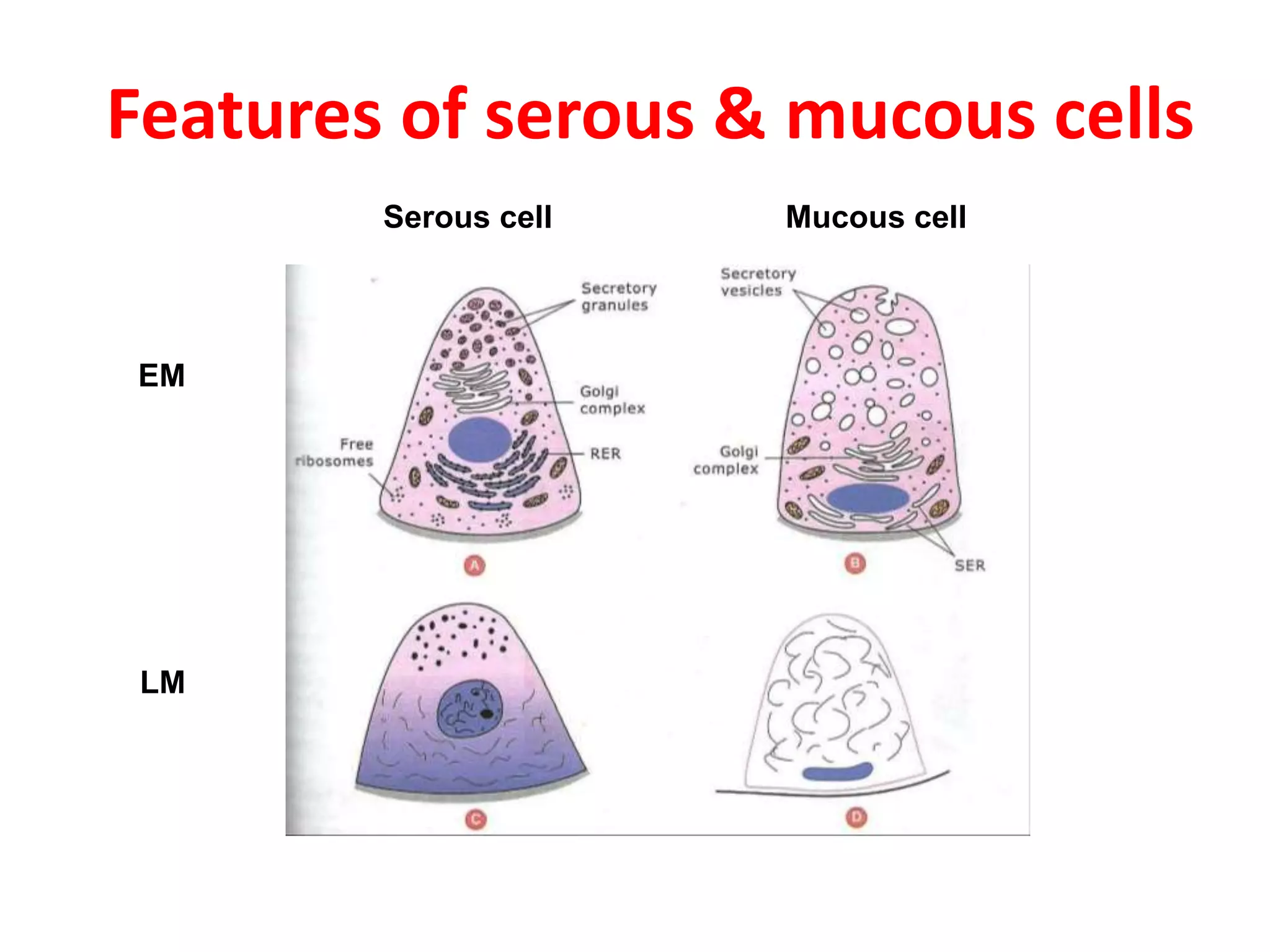 Histology_glands.pptx