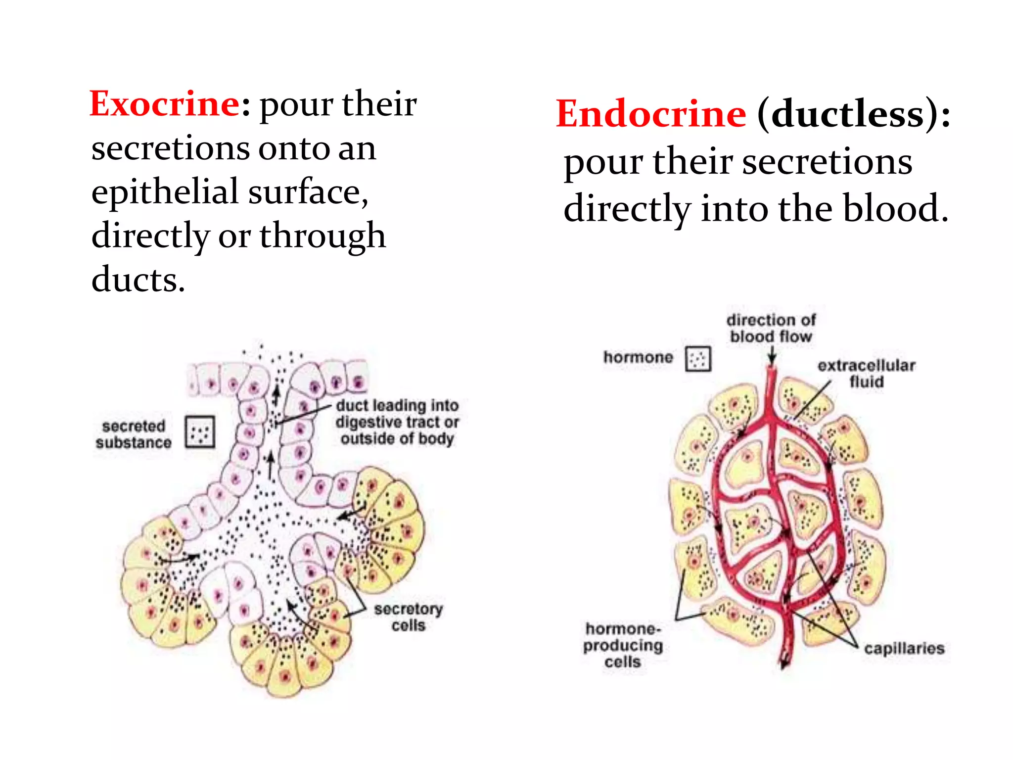 Histology_glands.pptx