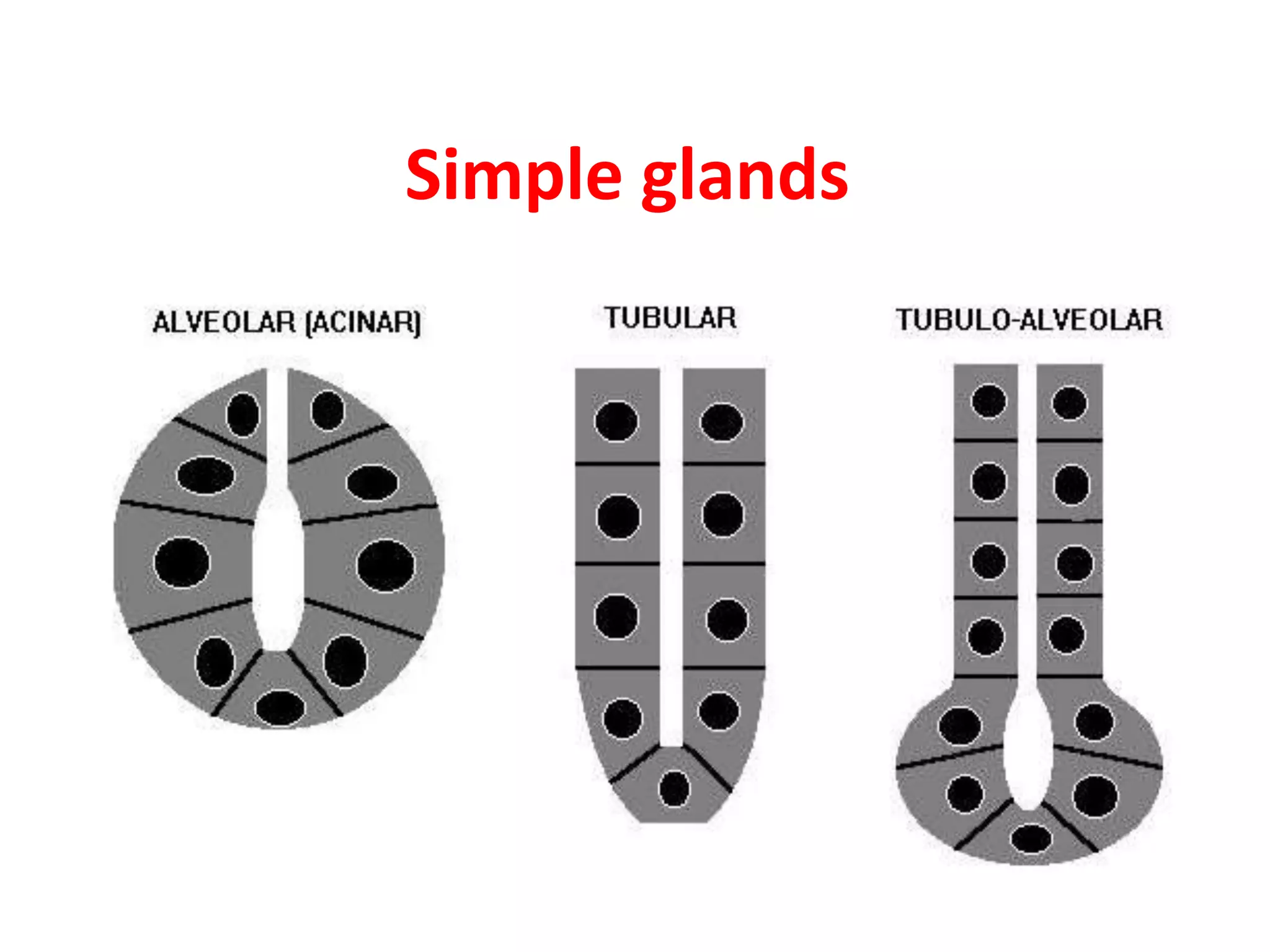 Histology_glands.pptx