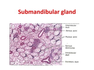 Histology_glands.pptx