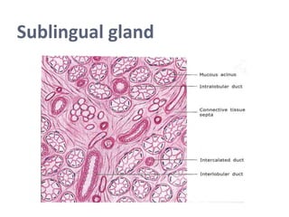 Sublingual Gland Histology