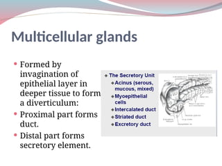 Histology_glands.ppt second time upload.. | PPT