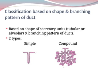 Histology_glands.ppt second time upload.. | PPT