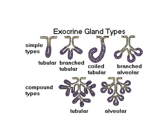 histology_glands_5-2-15.pptx