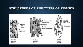HISTOLOGY présentation works GROUP 5.pptx