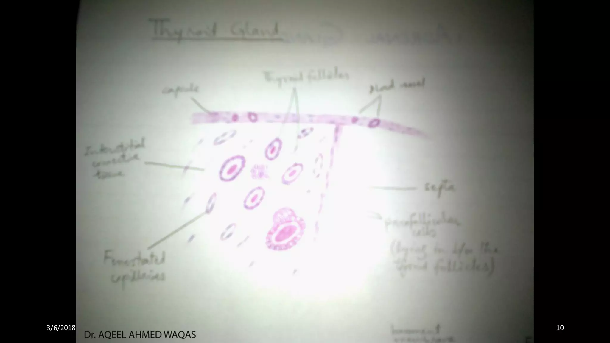 Histology hand made diagrams | PDF