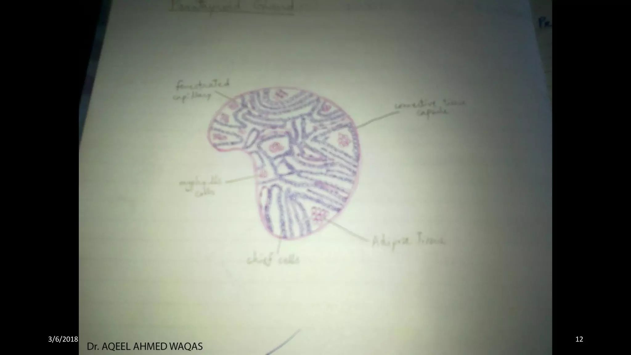 Histology hand made diagrams | PDF